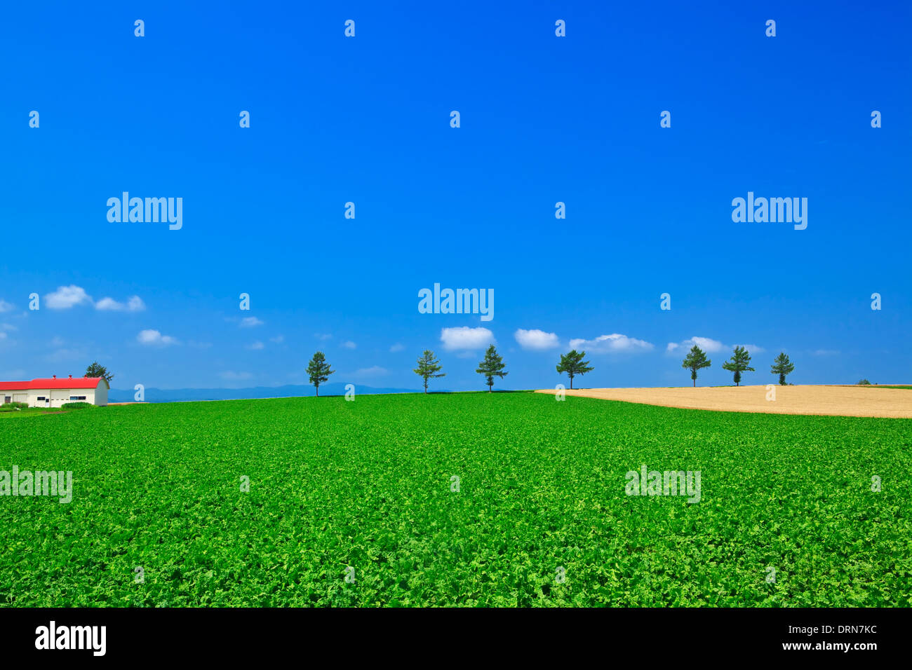 Trees seen in seven hi-res stock photography and images - Alamy