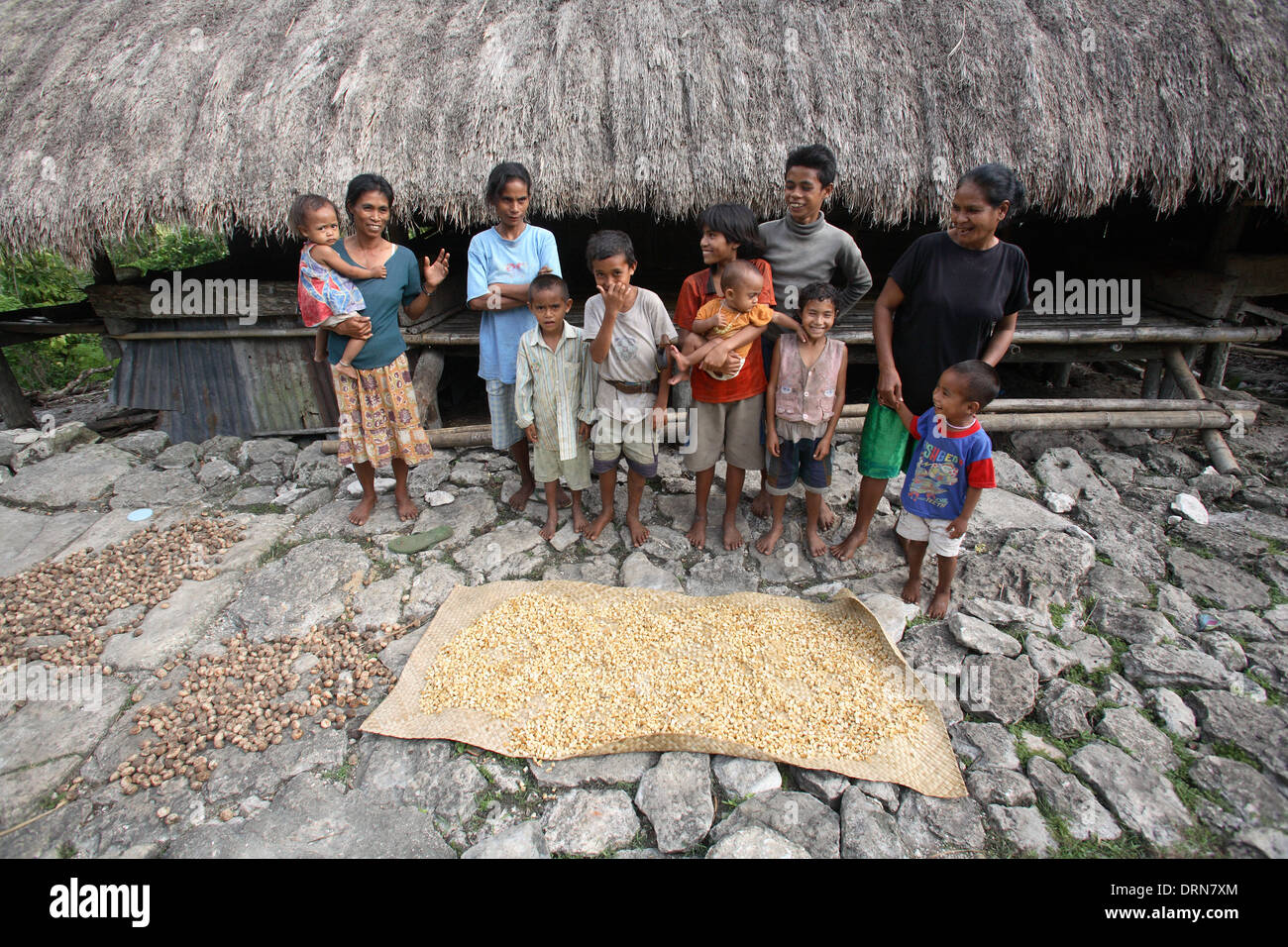 Scenes of rural life, villages and agriculture. Sumba - Indonesia - Nov ...