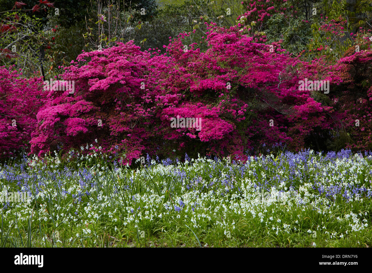 Spring flowers in gardens of Historic Isel House, Stoke, Nelson, South ...