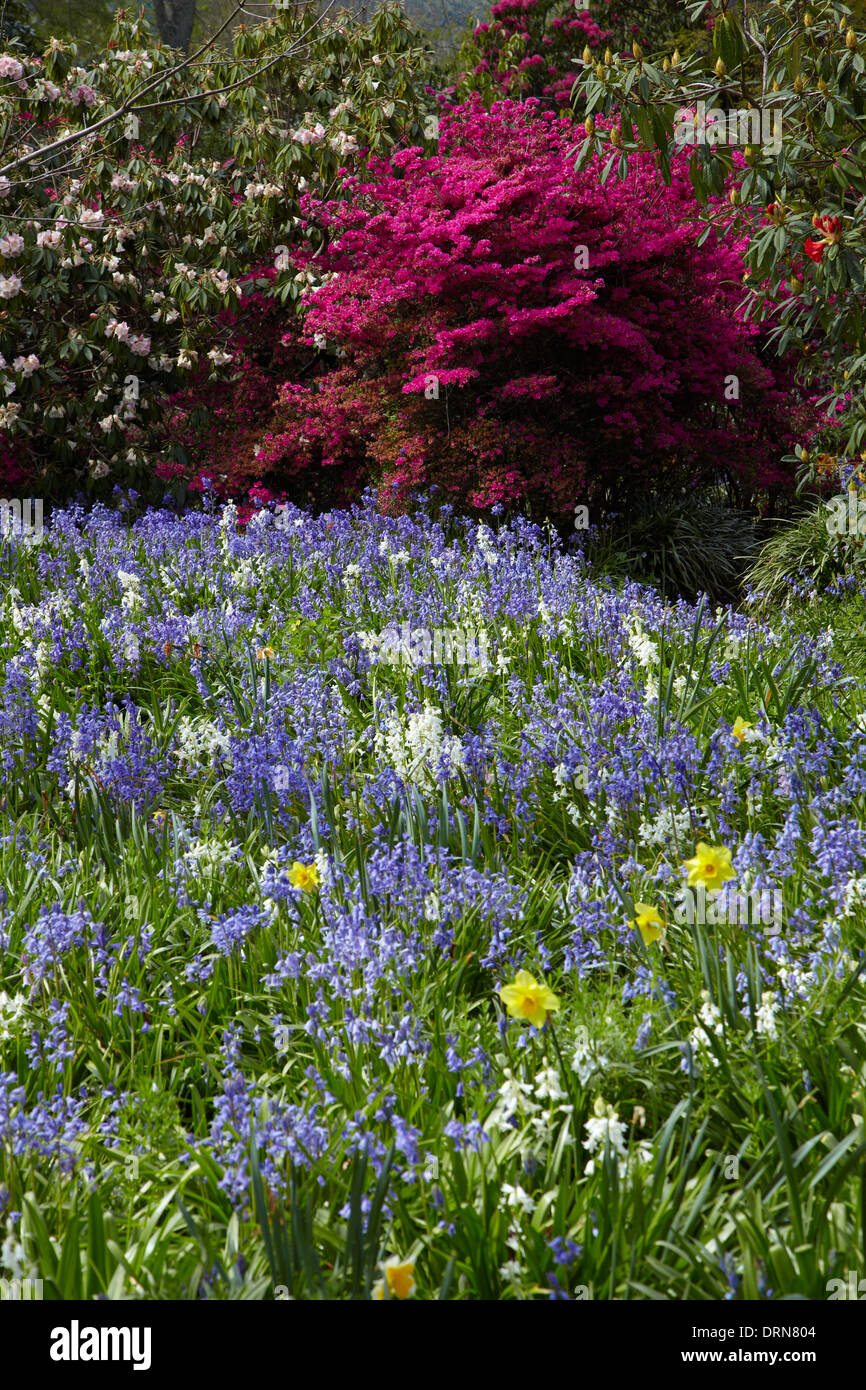 Spring flowers in gardens of Historic Isel House, Stoke, Nelson, South ...