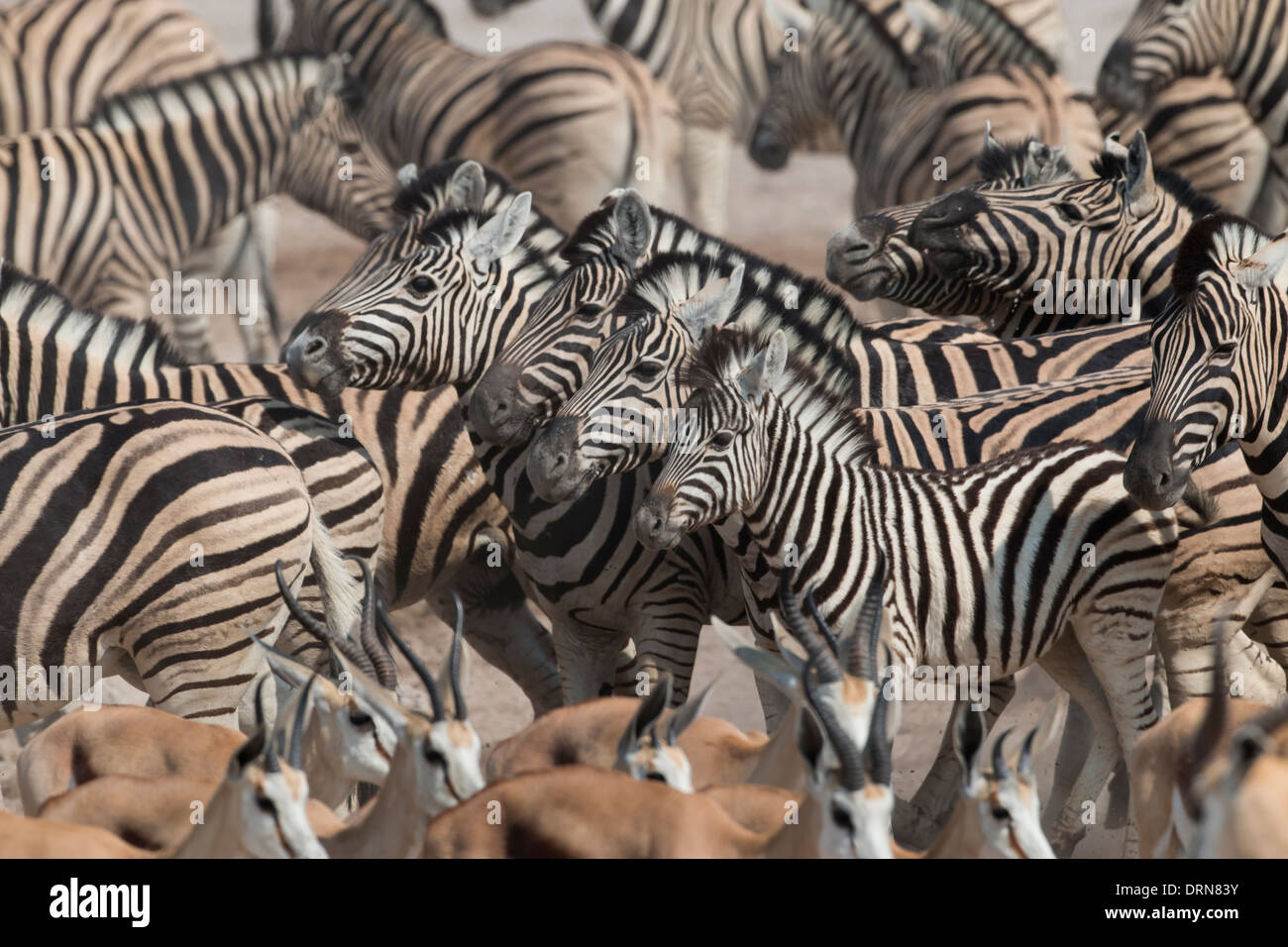 Undomesticated animals wildlife zoology hi-res stock photography and images - Alamy