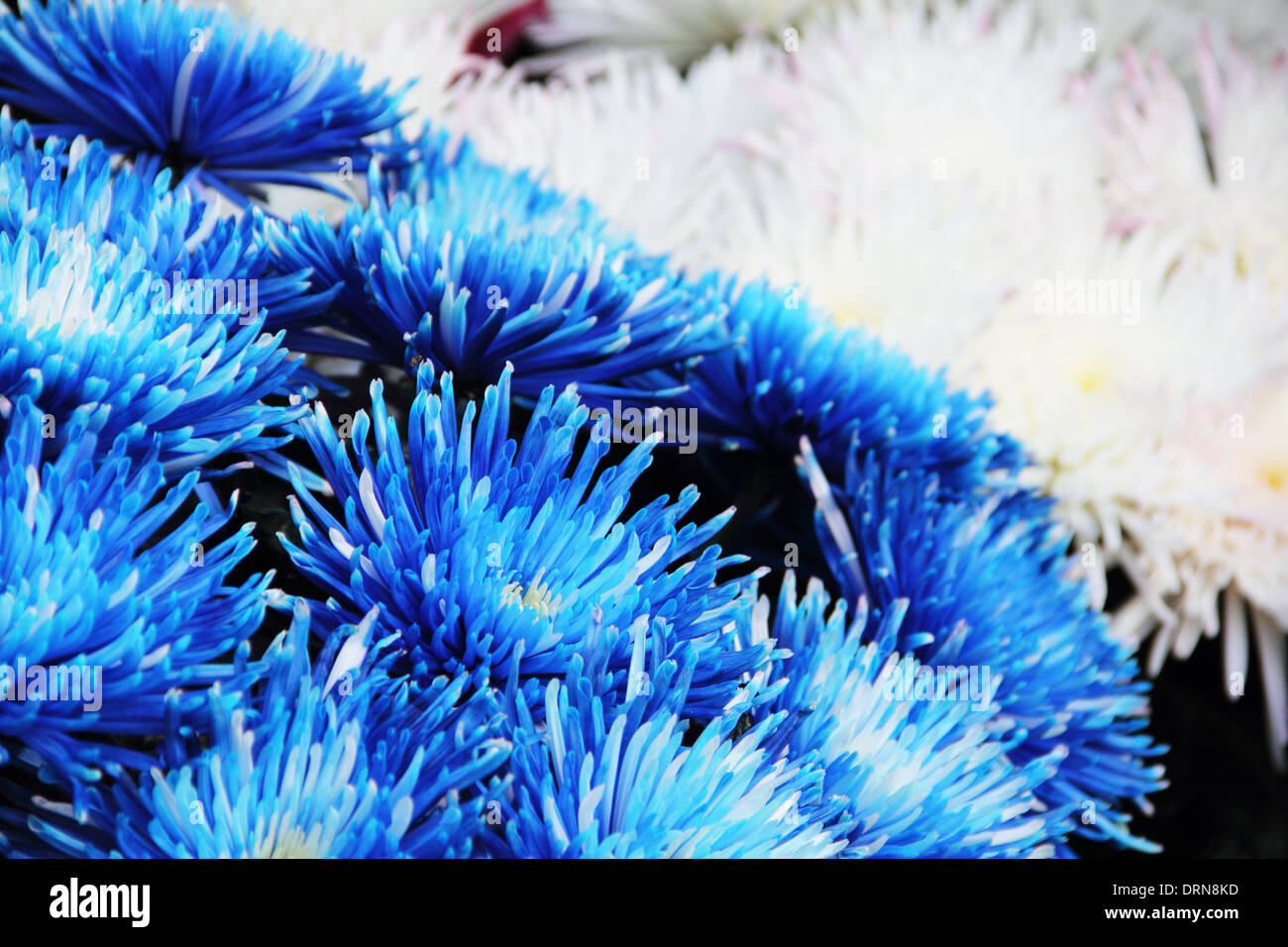 Michaelmas daisy aster hi-res stock photography and images - Alamy