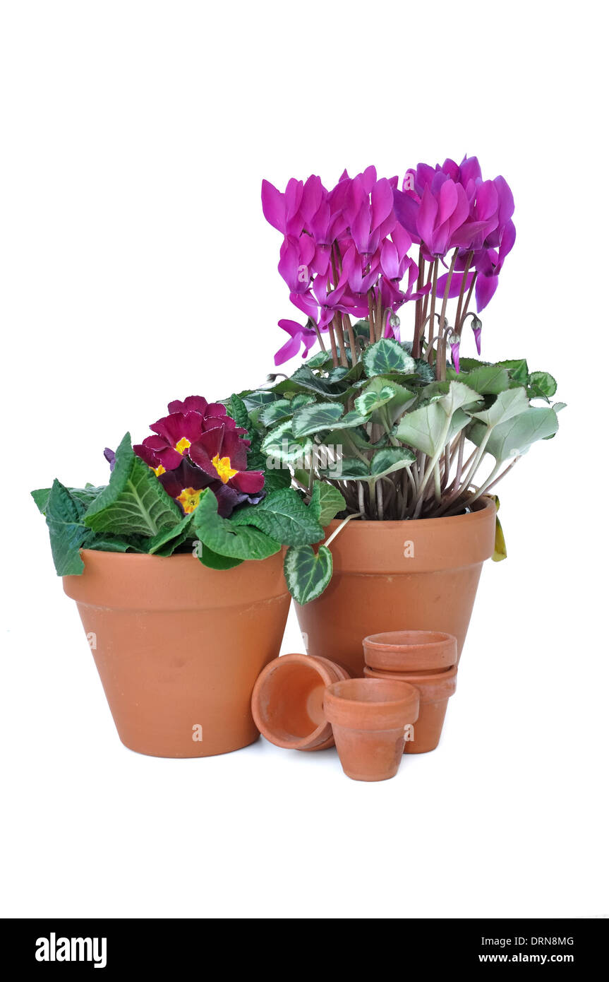 pretties spring flowers in pot on white background Stock Photo - Alamy