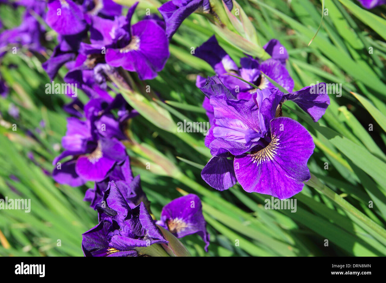 Iris bunch blue flower garden hi-res stock photography and images - Alamy