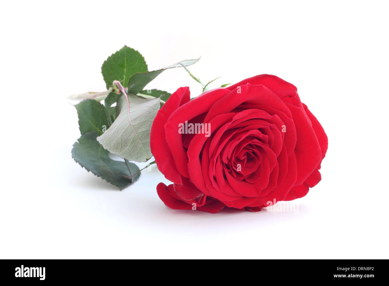 Red rose isolated on white background Stock Photo - Alamy