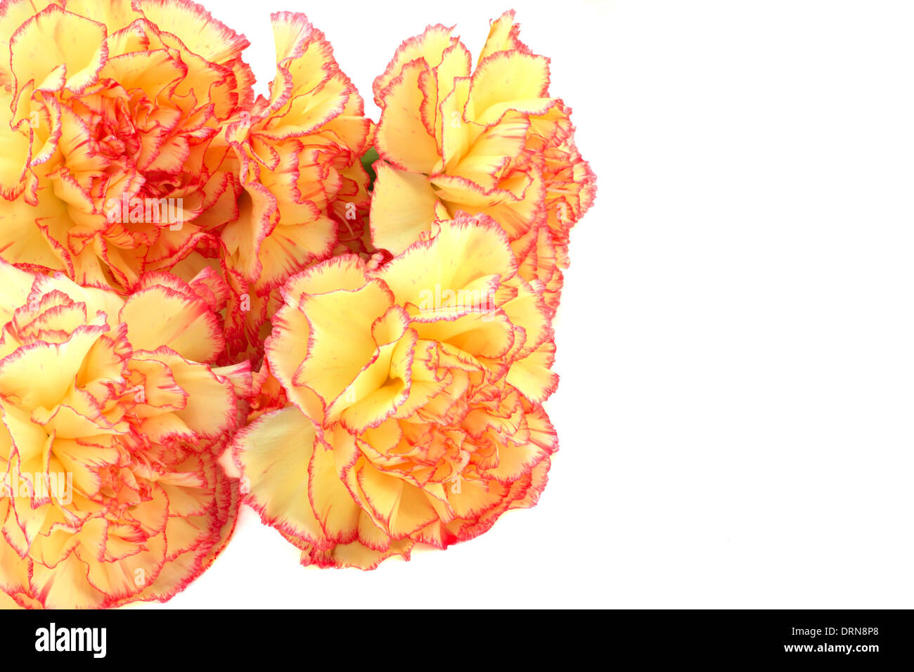 Scarlet carnation hi-res stock photography and images - Alamy