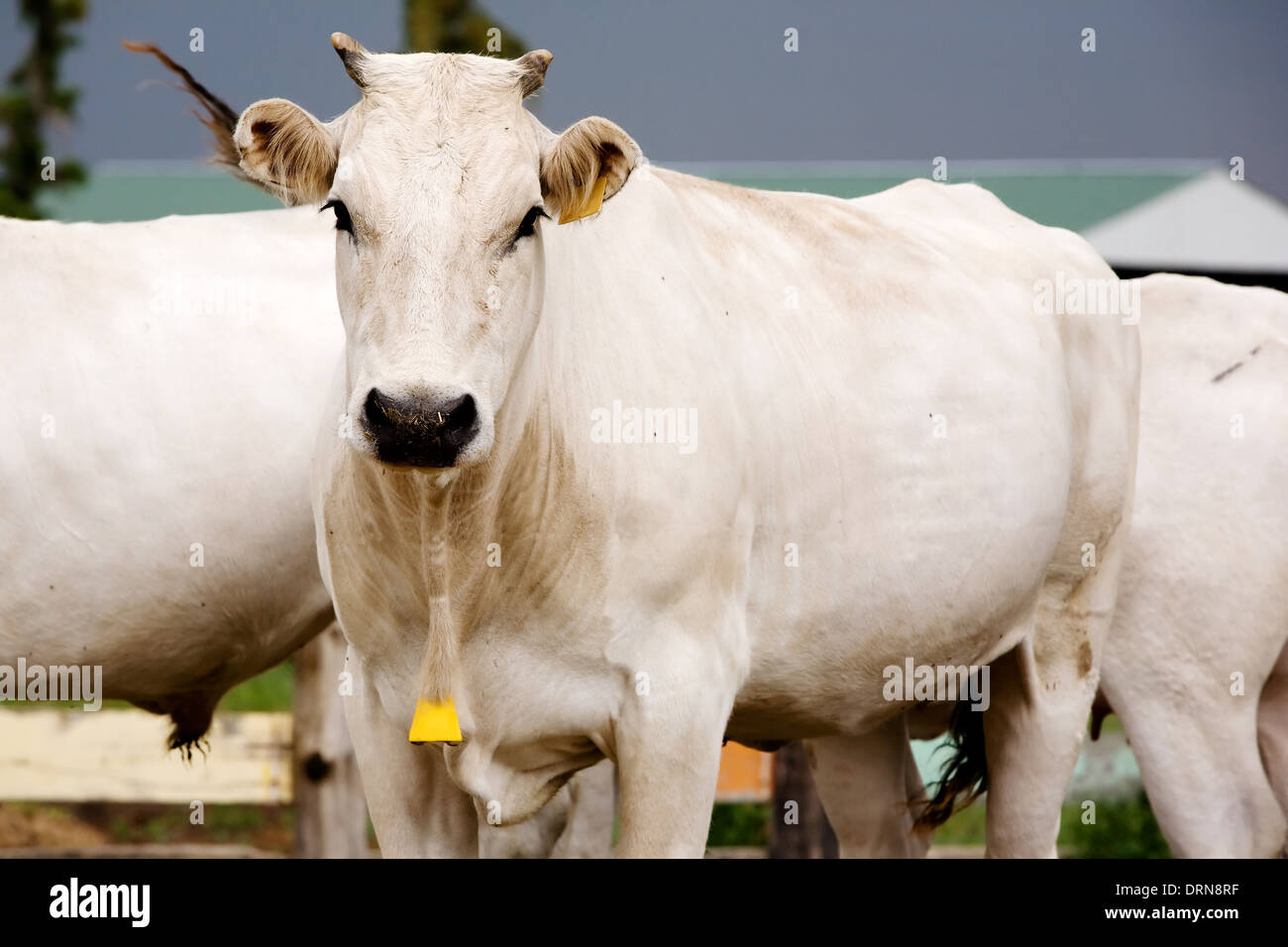 Tall breed hi-res stock photography and images - Alamy