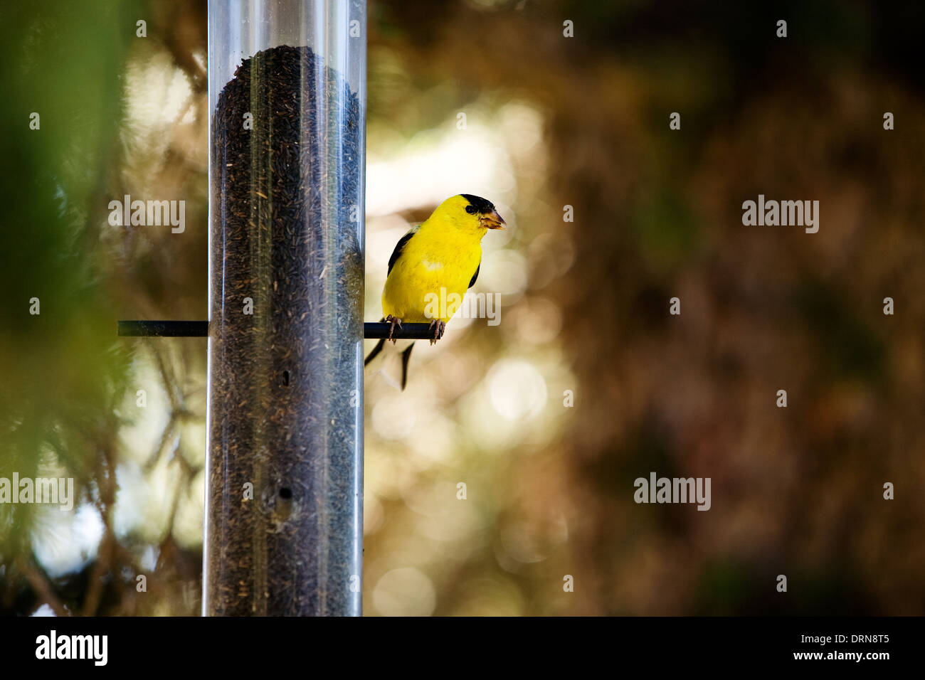 Gold finch hi-res stock photography and images - Alamy