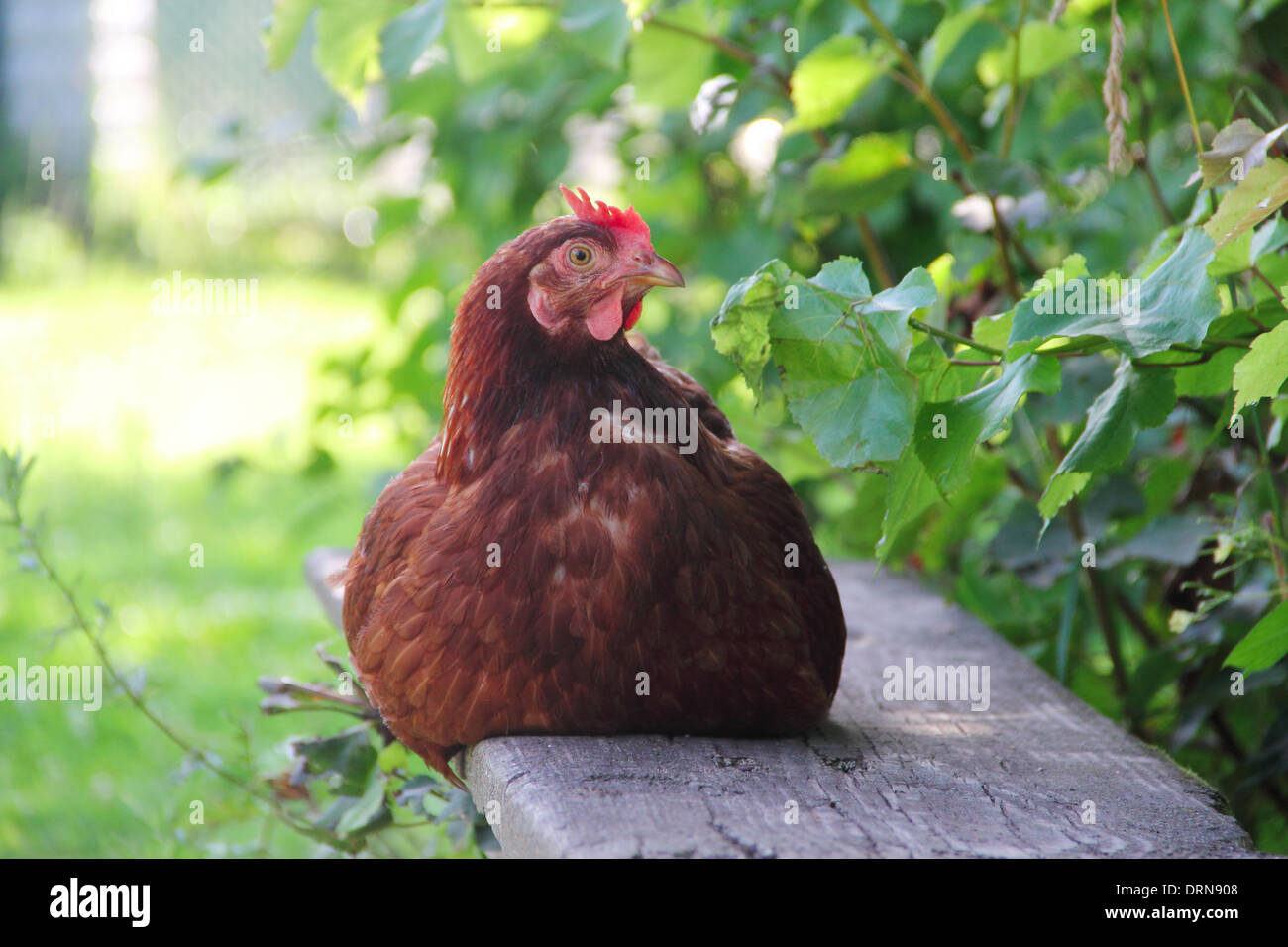 Hen chicken portrait hi-res stock photography and images - Alamy