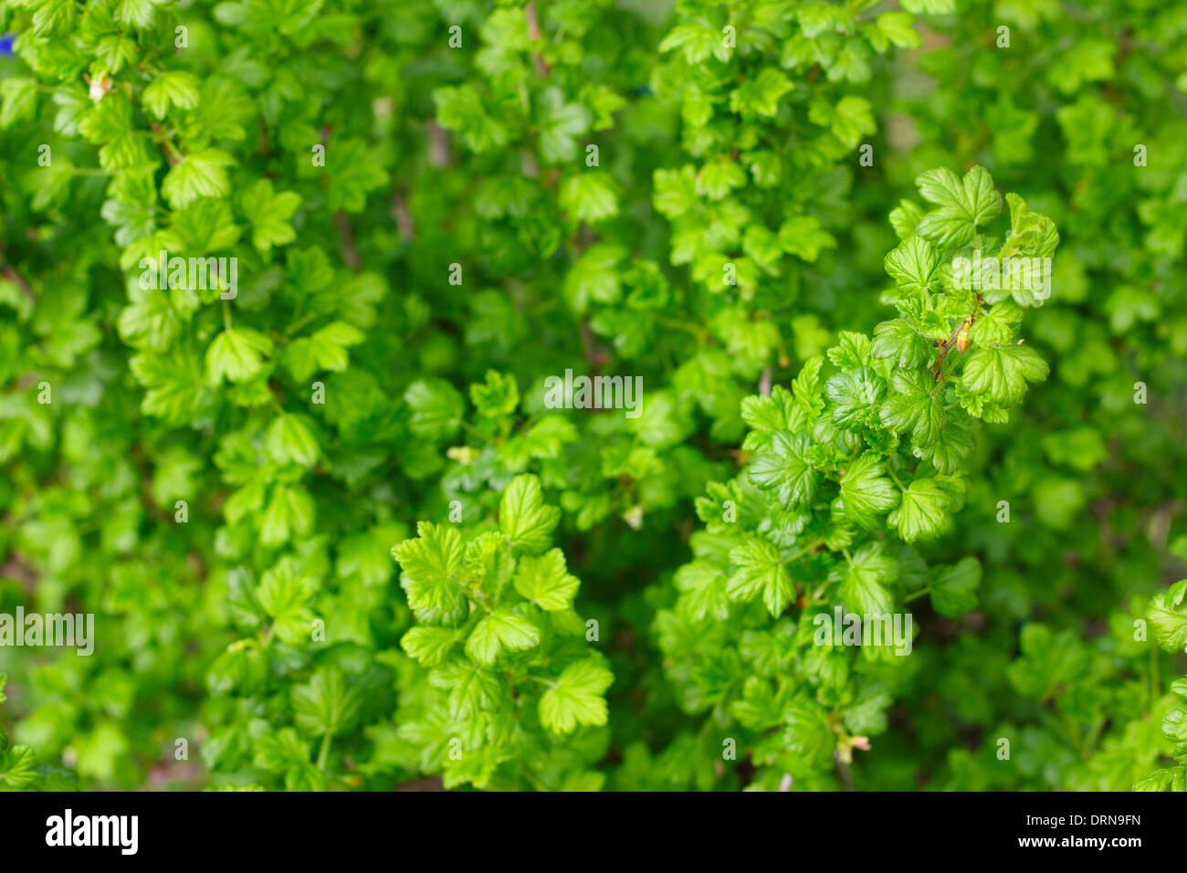 Gooseberry bush bush hi-res stock photography and images - Alamy