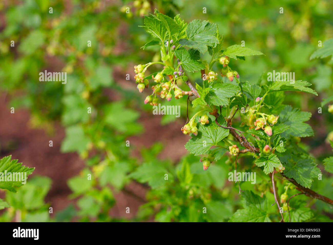 Gooseberry blossom hi-res stock photography and images - Alamy