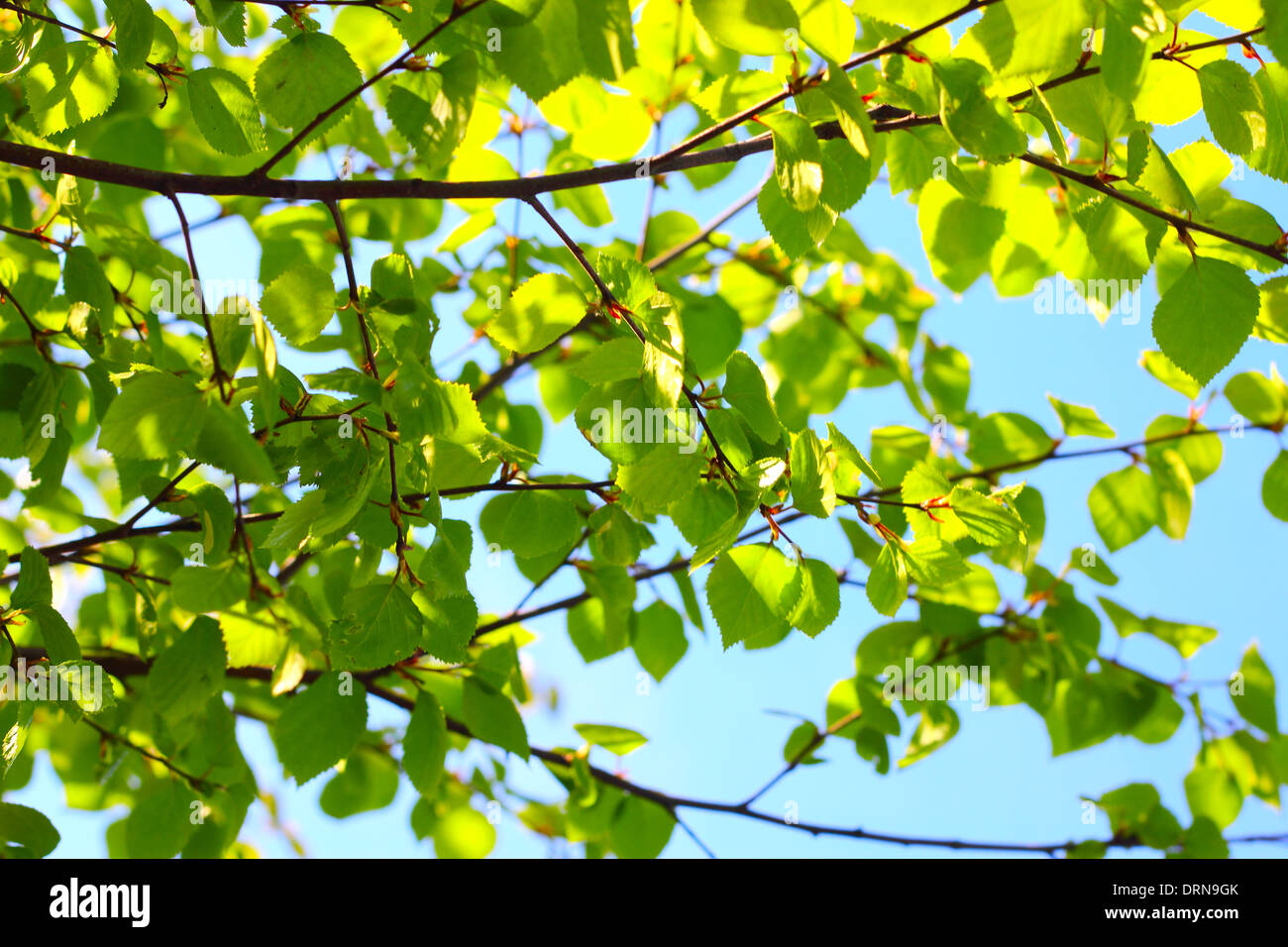 Birch spring hi-res stock photography and images - Alamy