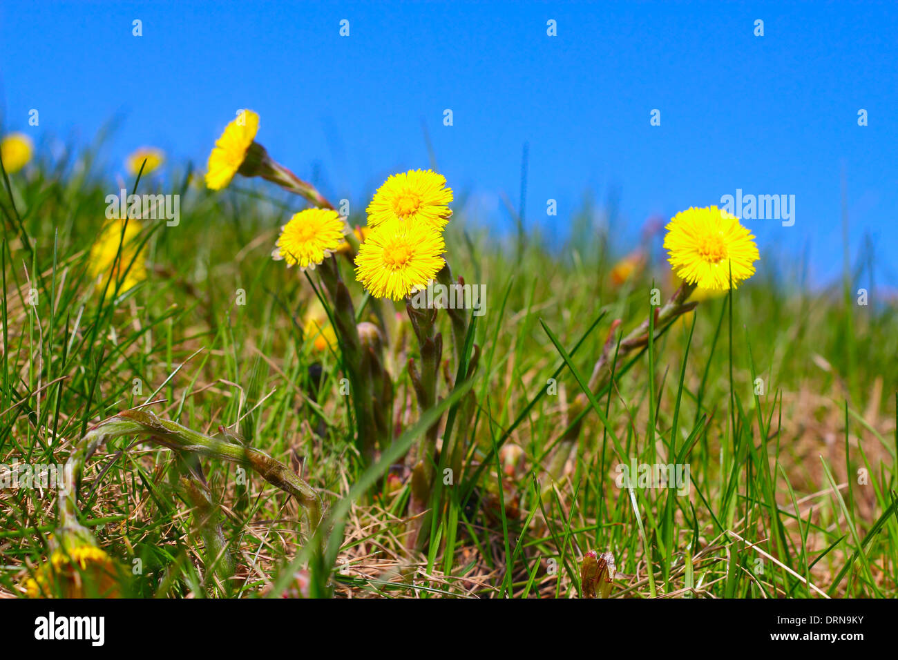 Coltsfoot yellow spring hi-res stock photography and images - Alamy