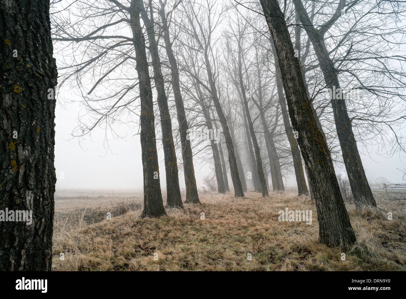 Big Trees in fog. Forest and fog Stock Photo - Alamy