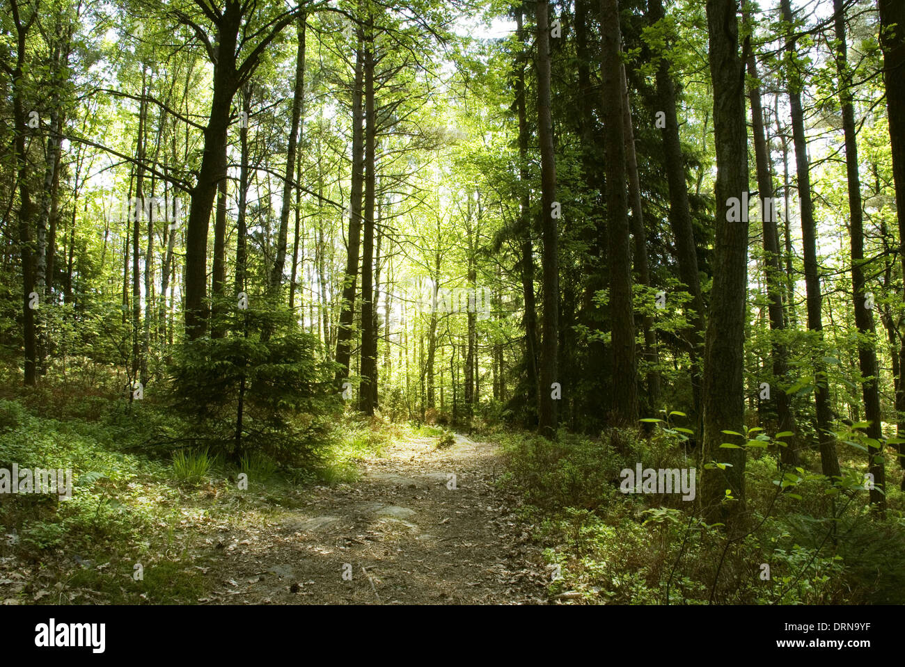 Walkingpath hi-res stock photography and images - Alamy
