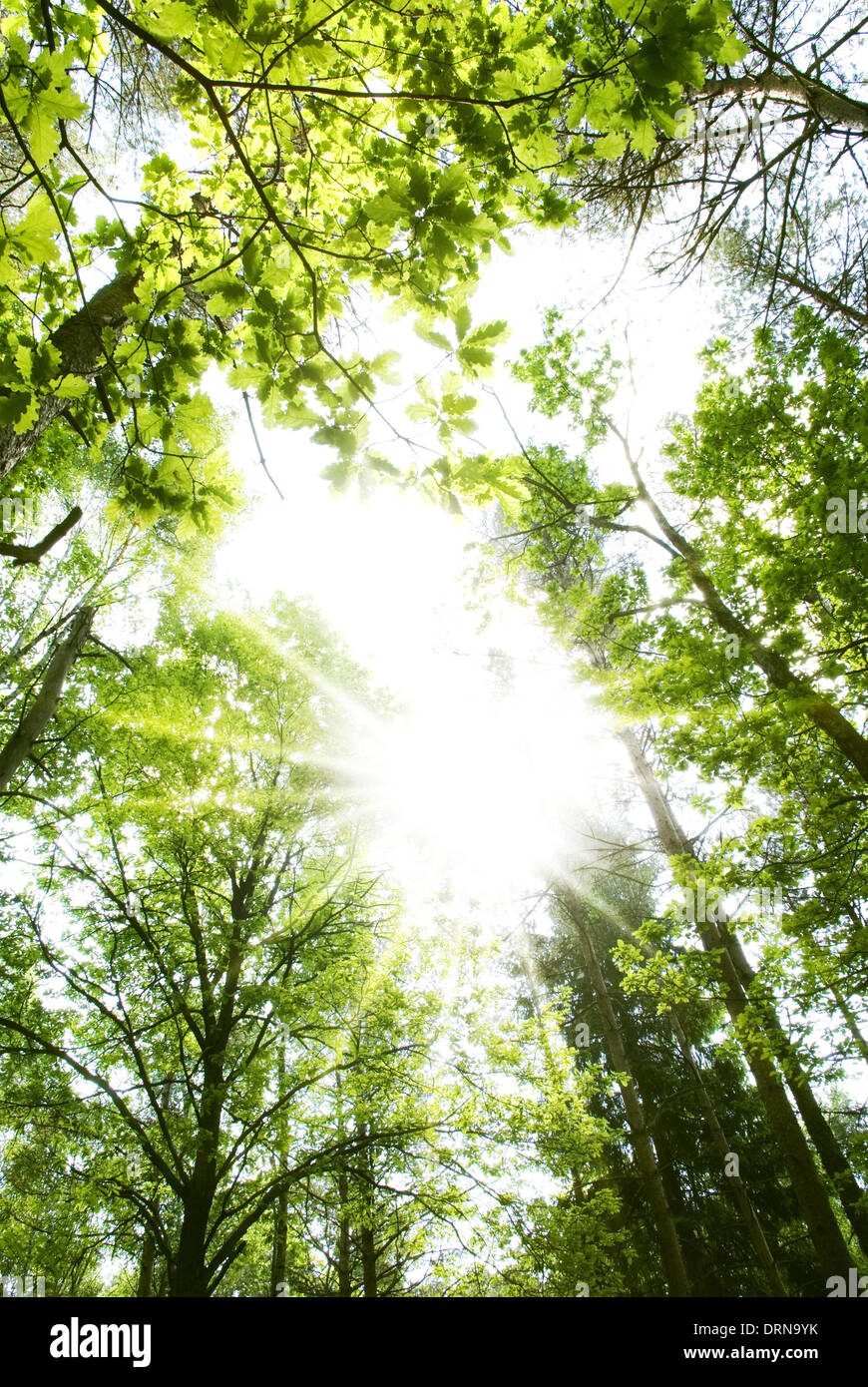 top of trees with sun in the middle Stock Photo - Alamy