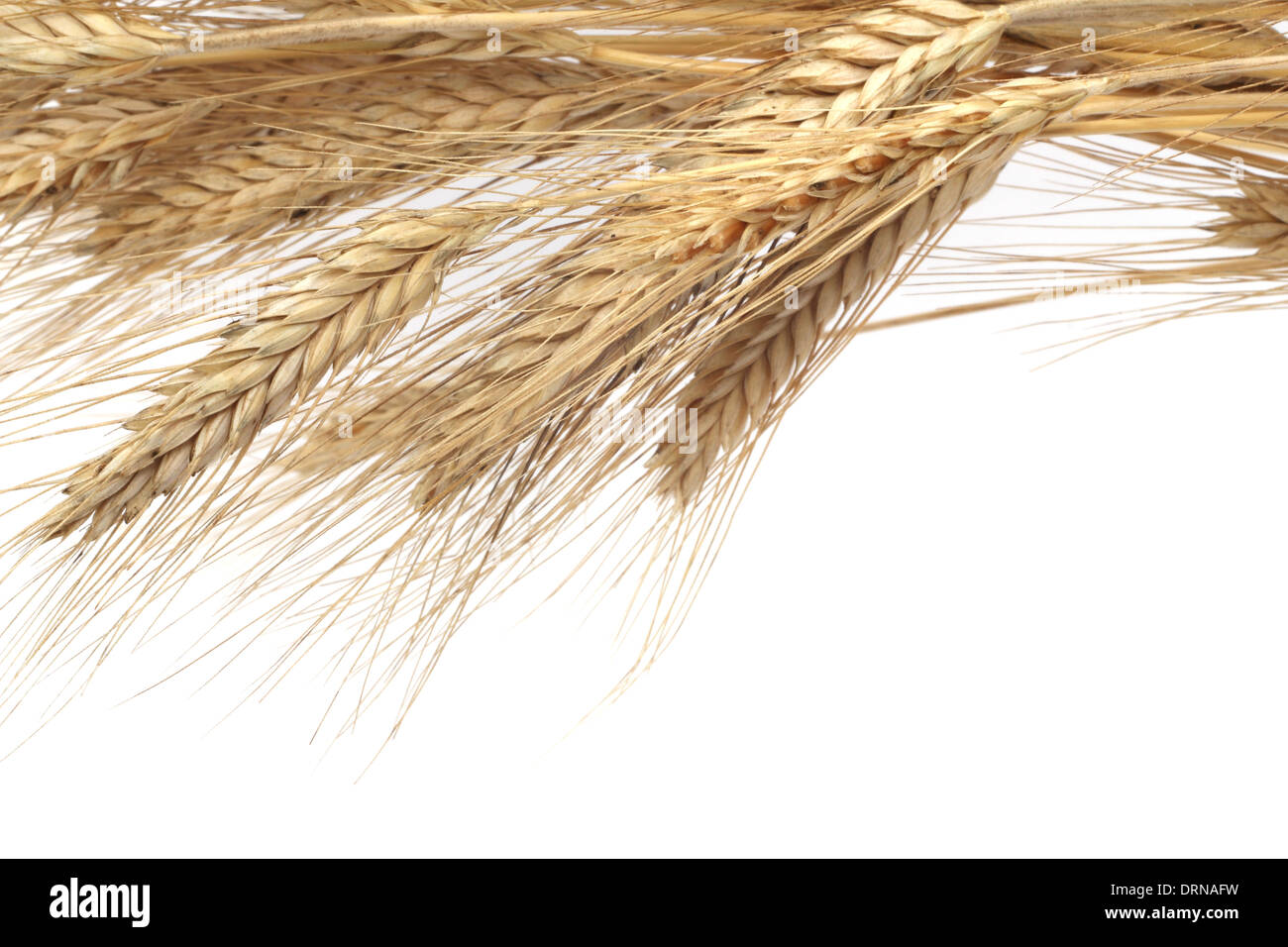 Wheat on white Stock Photo - Alamy