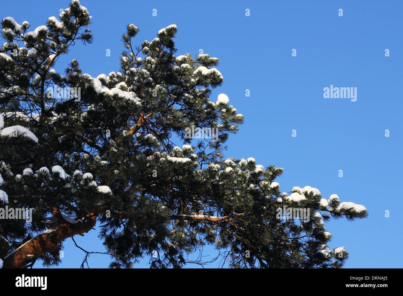 pine in snow Stock Photo - Alamy