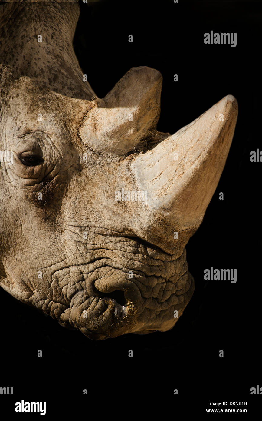 Rhino face hi-res stock photography and images - Alamy