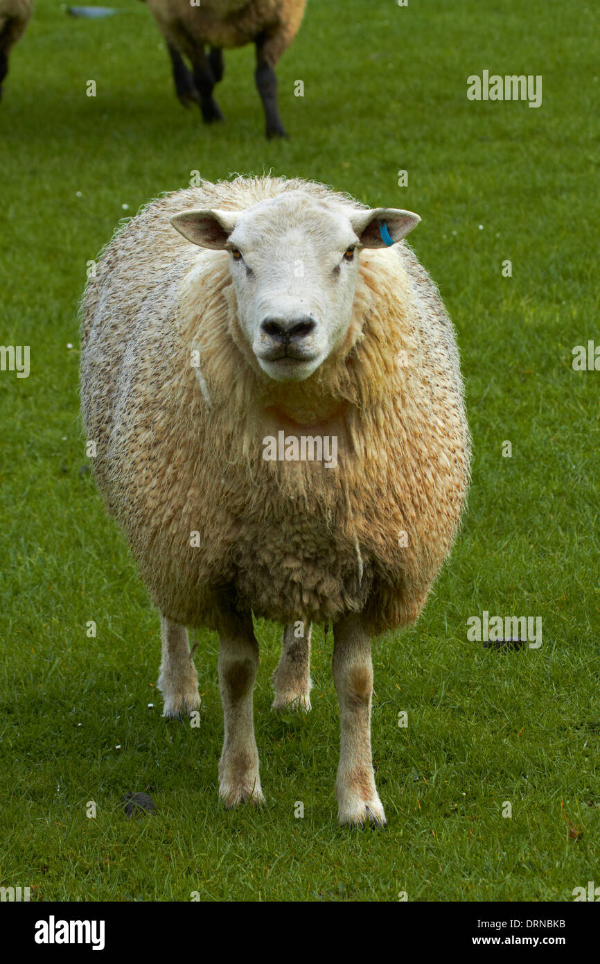 Sheep near Wakefield, near Nelson, South Island, New Zealand Stock ...