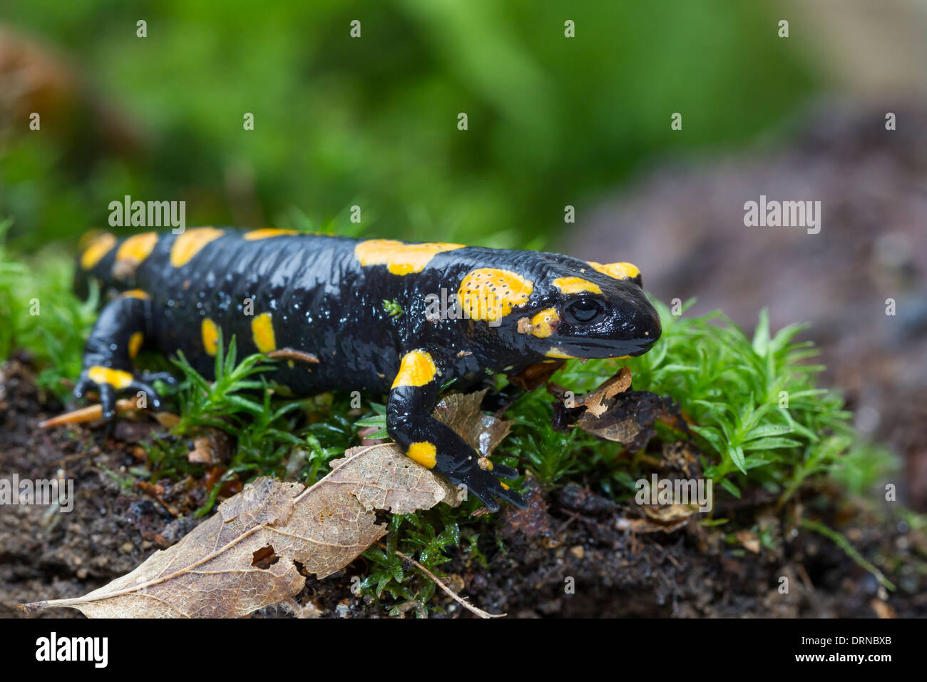Fire salamander Salamandra salamandra Feuersalamander Stock Photo - Alamy