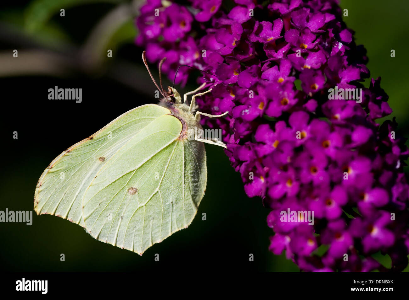 Brimestone butterfly hi-res stock photography and images - Alamy