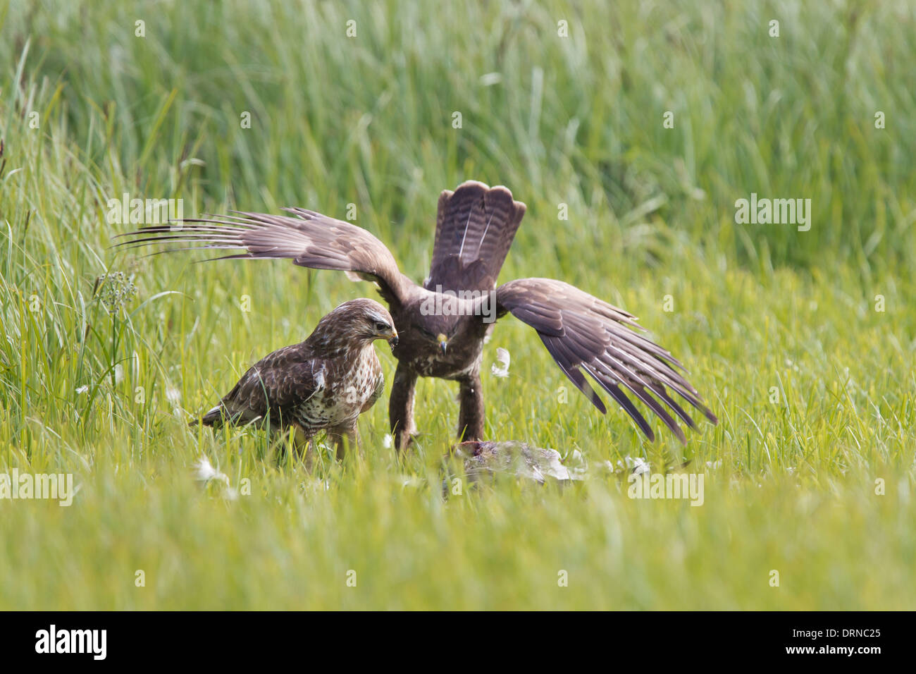Bussard landung hi-res stock photography and images - Alamy