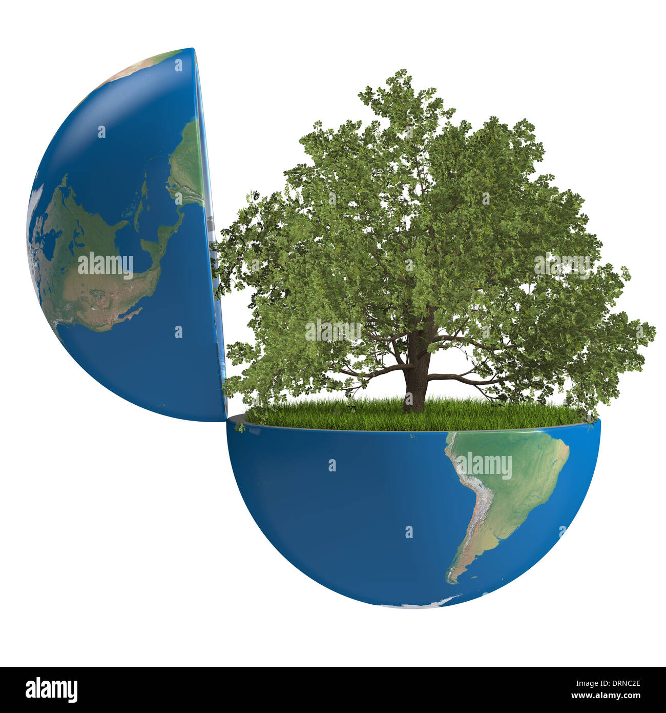 Oak tree growing inside opened planet Earth, isolated on white ...