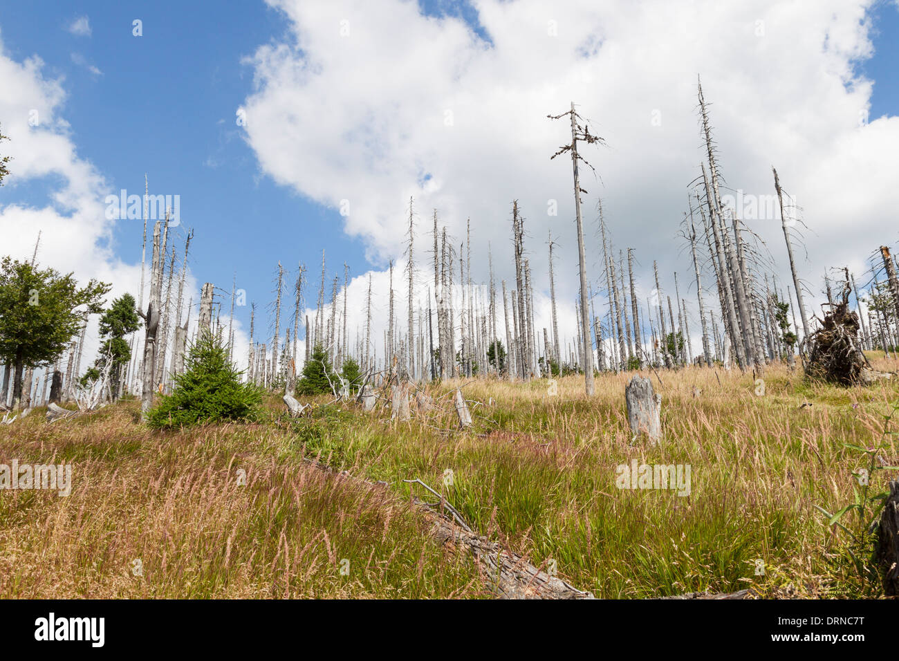 dead forest trees deadwood deforestation die death Stock Photo - Alamy