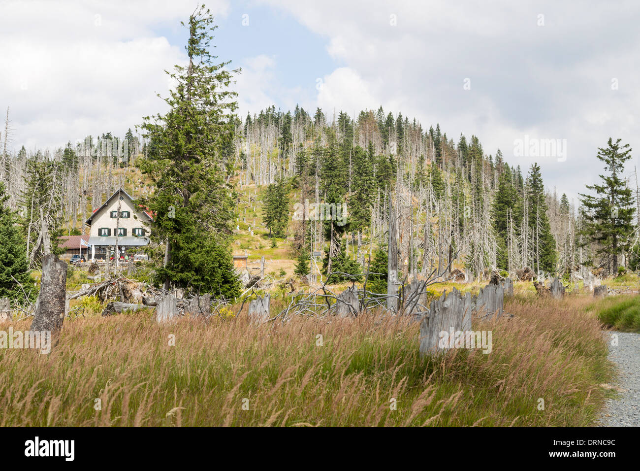 dead forest trees deadwood deforestation die death Stock Photo - Alamy