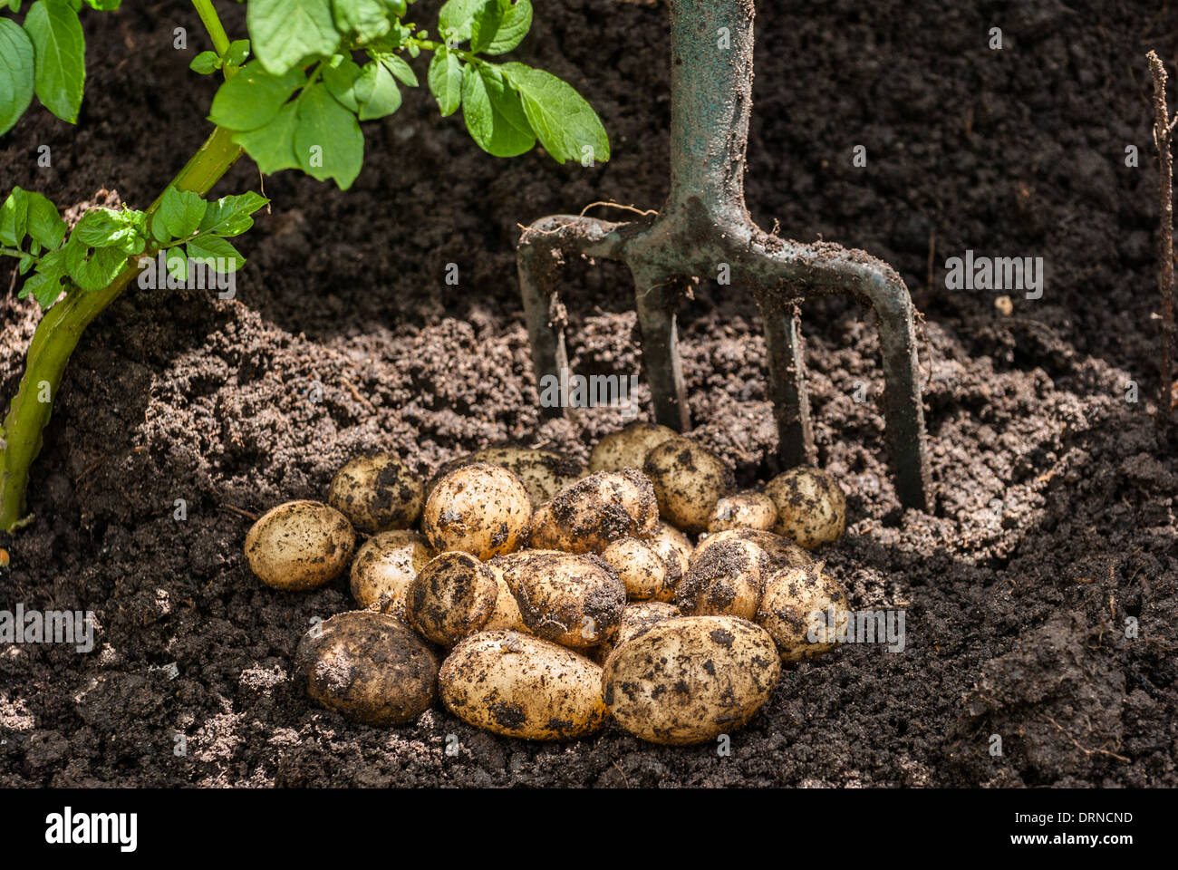 Freshly dug home grown potato crop Stock Photo - Alamy