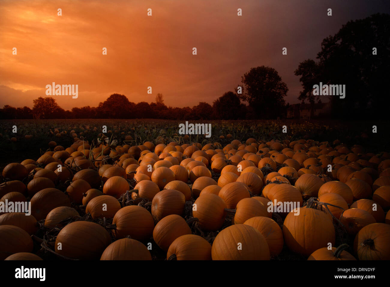 Field full of orange pumpkins at dawn in golden light, trees on the ...