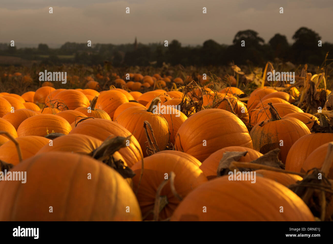Field full of orange pumpkins at dawn in golden light, trees on the ...