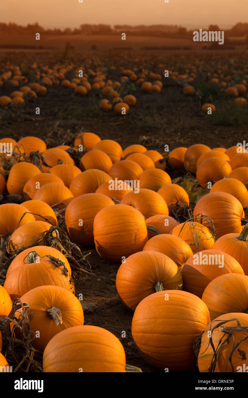 Pumpkins with trees hi-res stock photography and images - Alamy