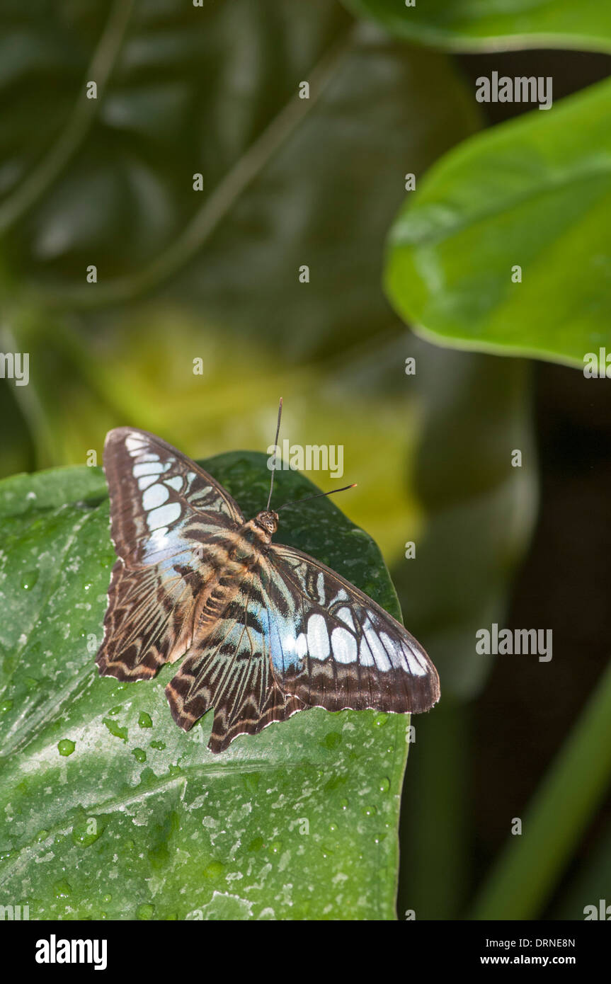 Clipper Butterfly: Parthenos sylvia Stock Photo - Alamy