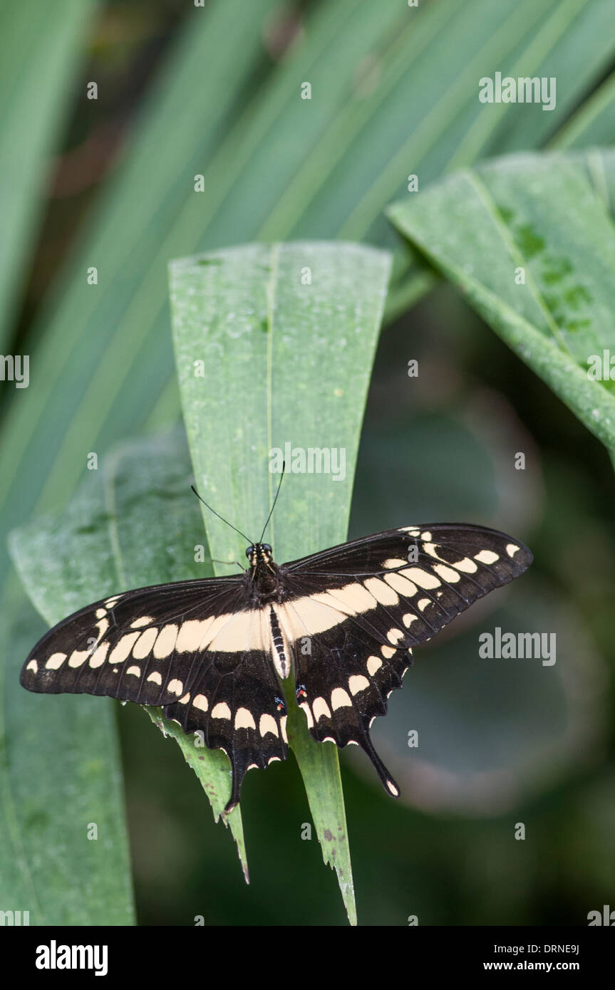 King Swallowtail: Papilio thoas Stock Photo - Alamy