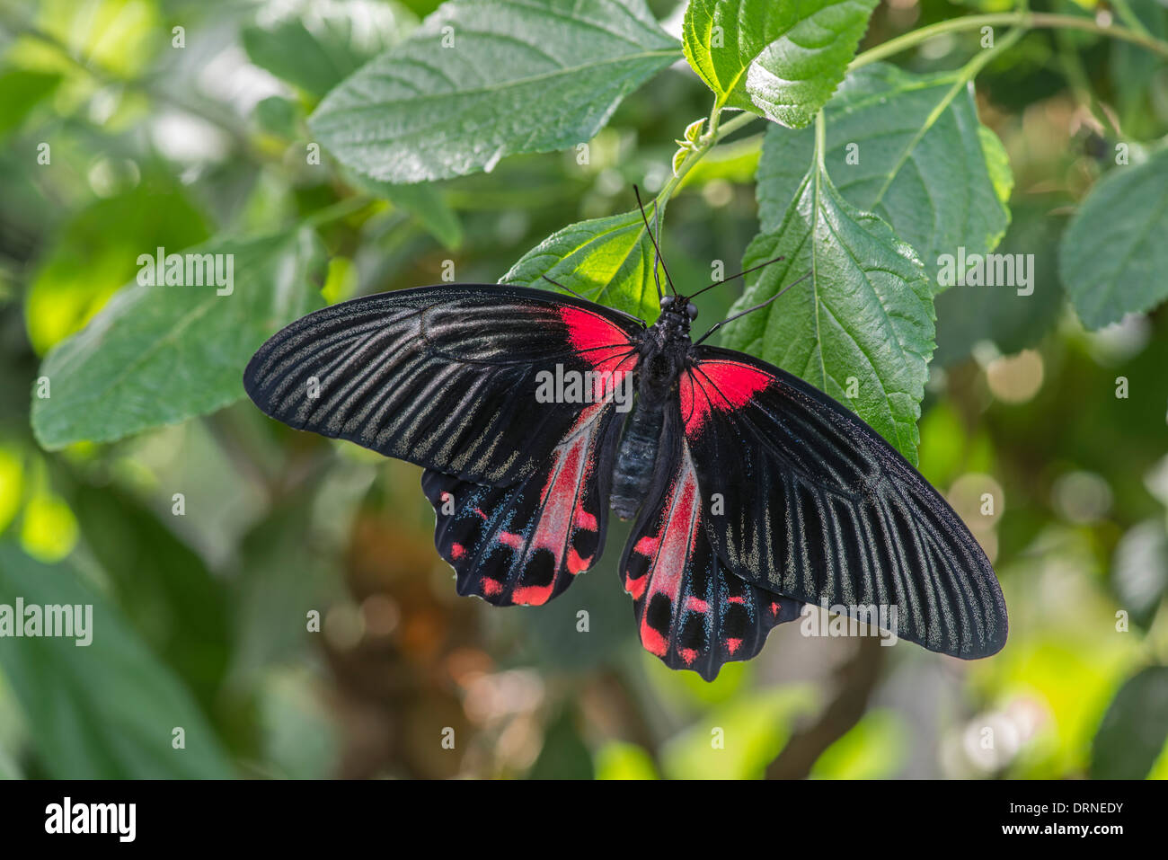 Scarlet Swallowtail: Papilio rumanzovia Stock Photo - Alamy