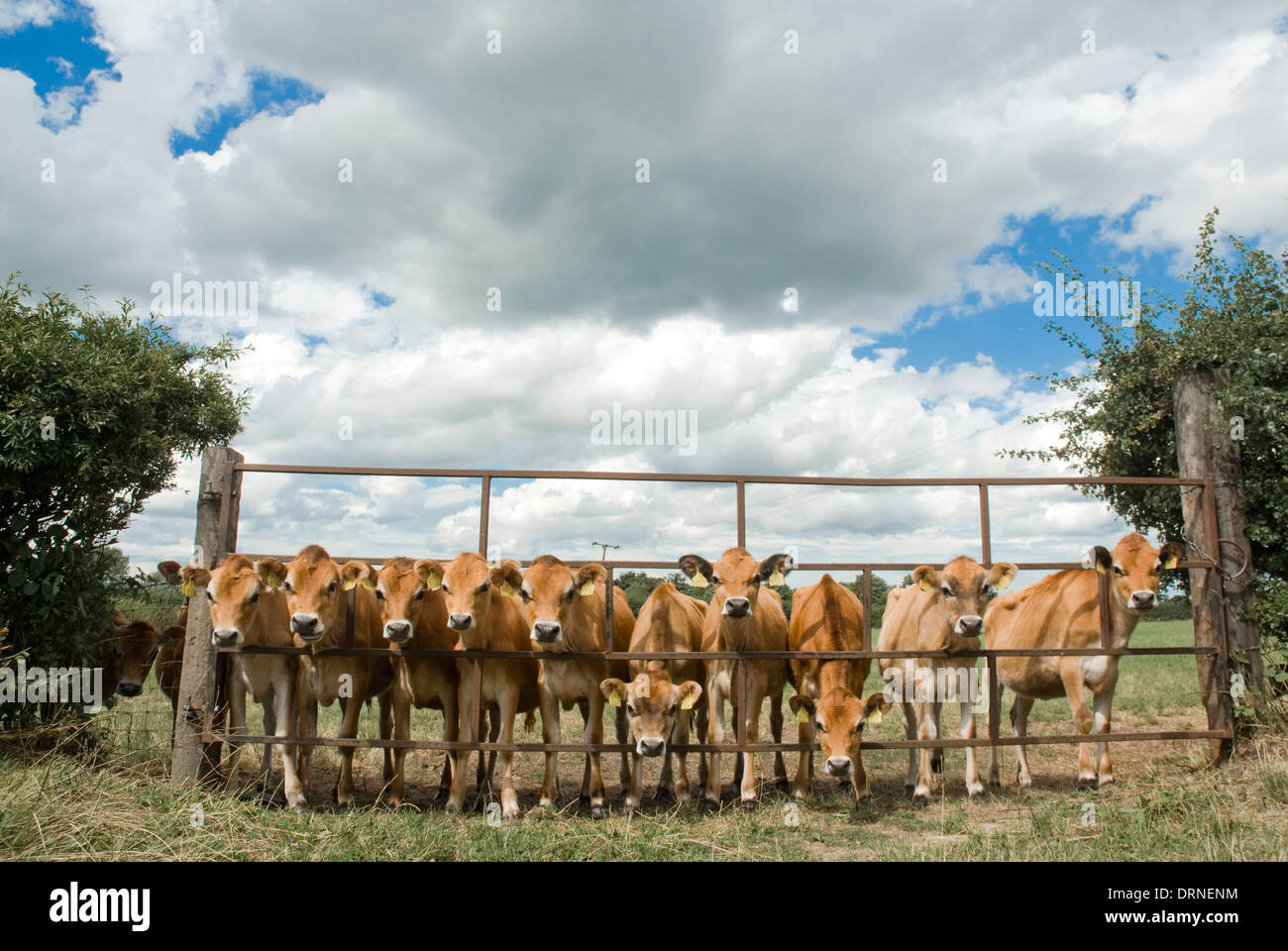 Cow and gate hi-res stock photography and images - Alamy