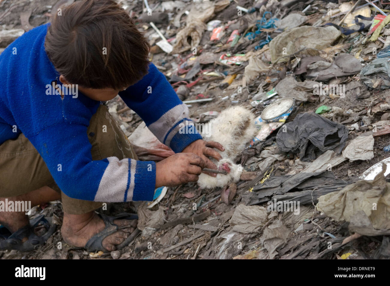 A young child laborer boy is having fun playing with a dead white ...