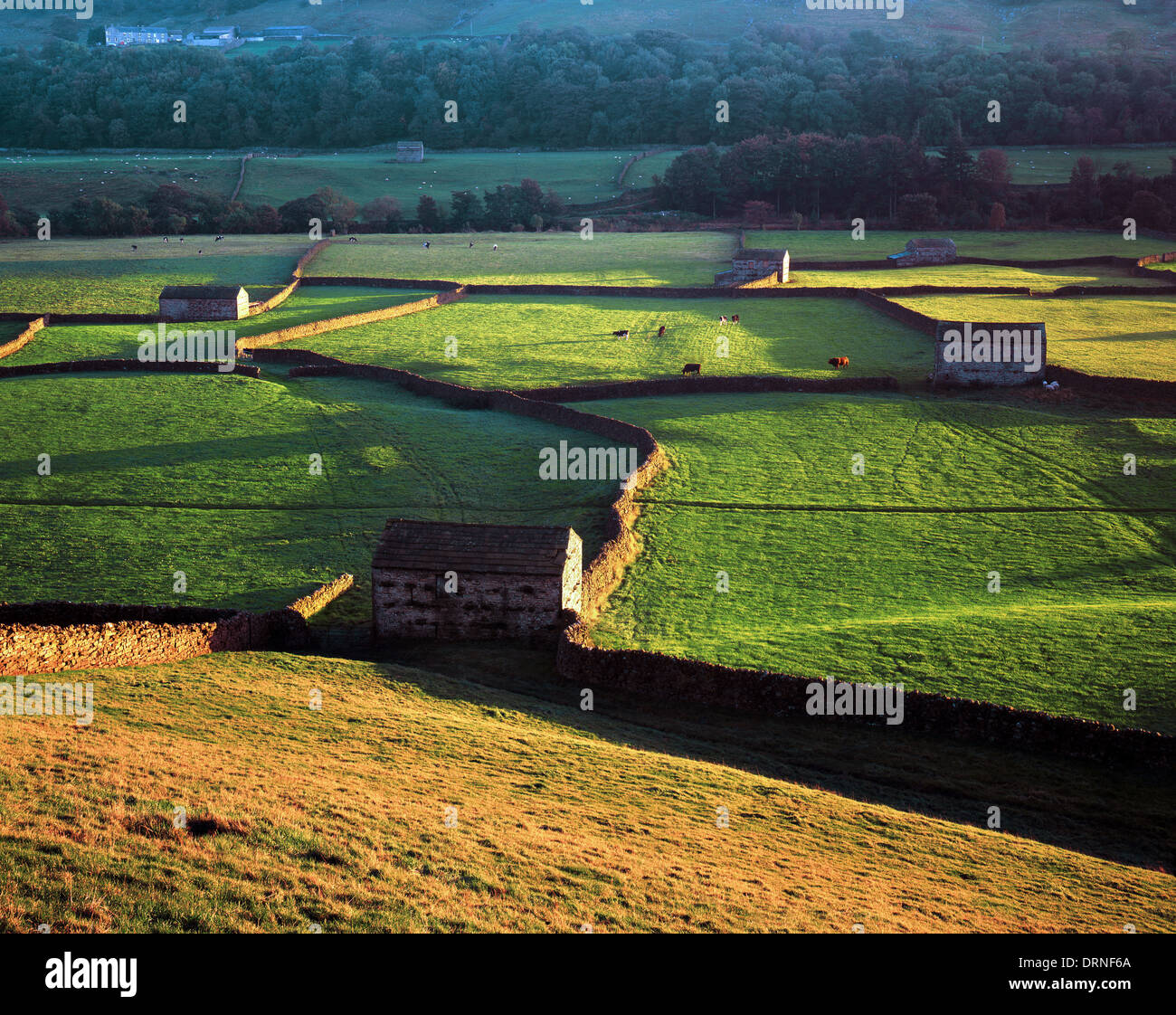 An evening view of traditional barns in Gunnerside, Swaledale ...