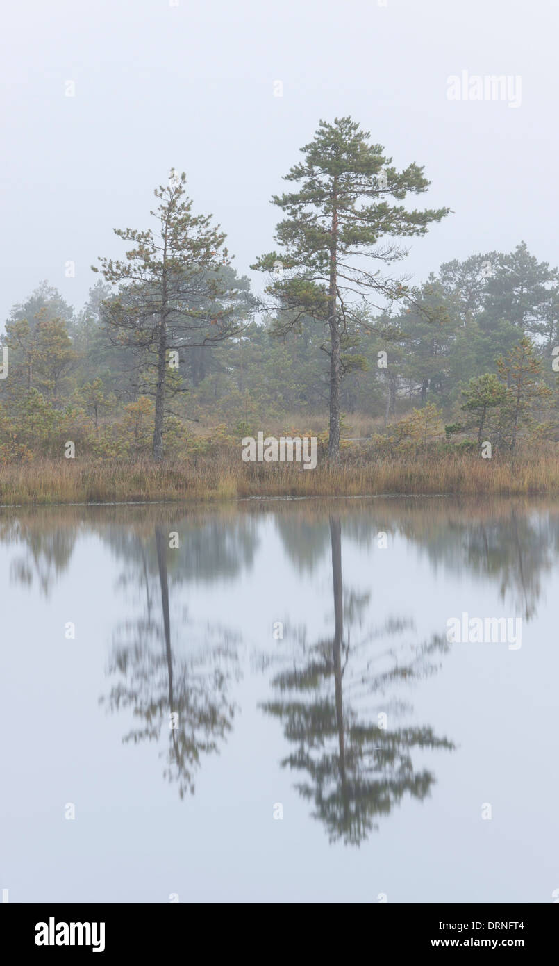 Ponds marsh hi-res stock photography and images - Alamy