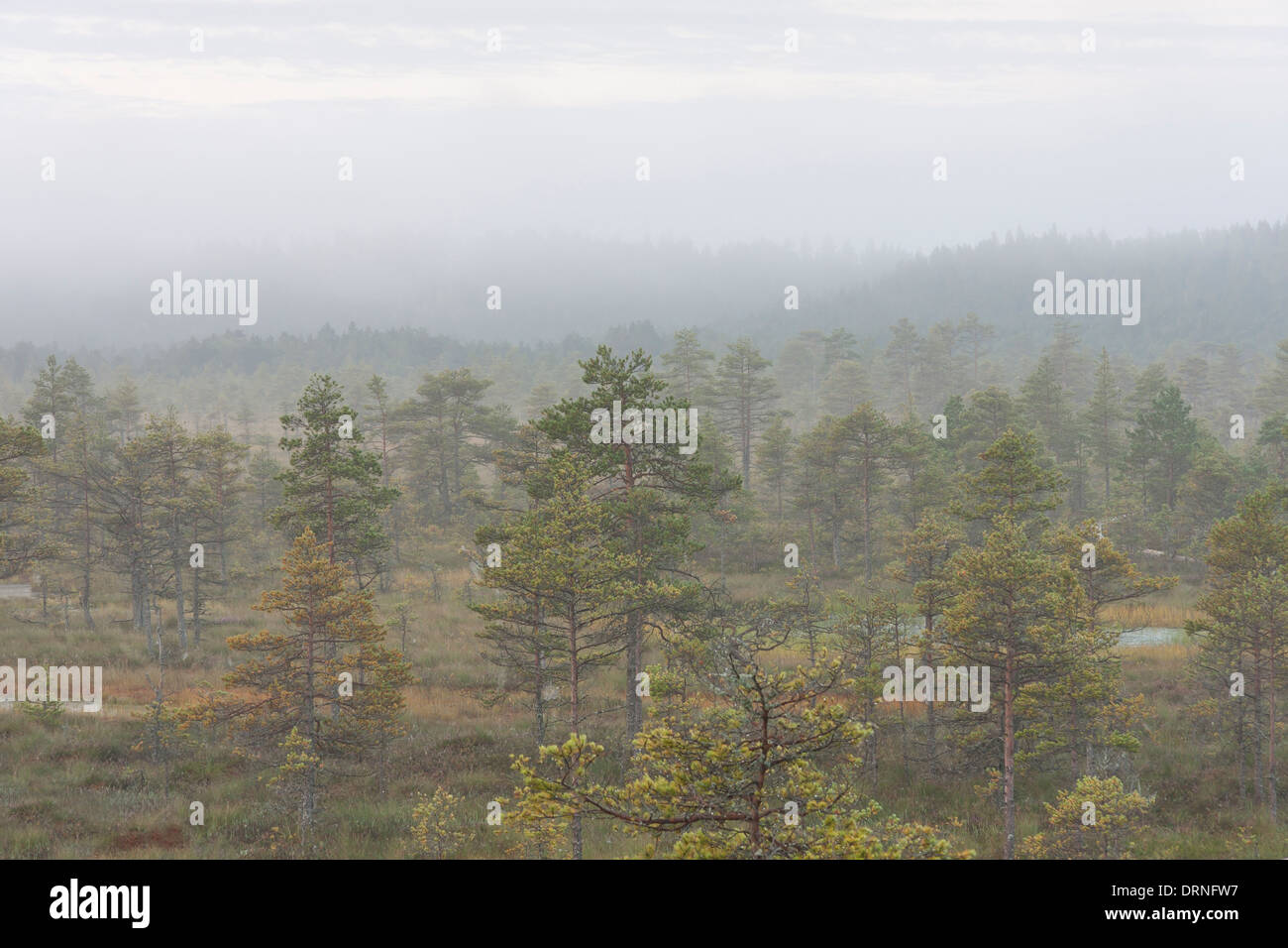 Pine tree forest in marsh early in the morning Stock Photo - Alamy