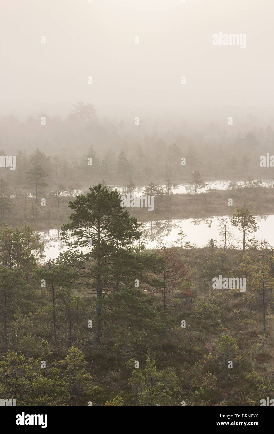 Misty marsh landscape with ponds and pine trees Stock Photo - Alamy