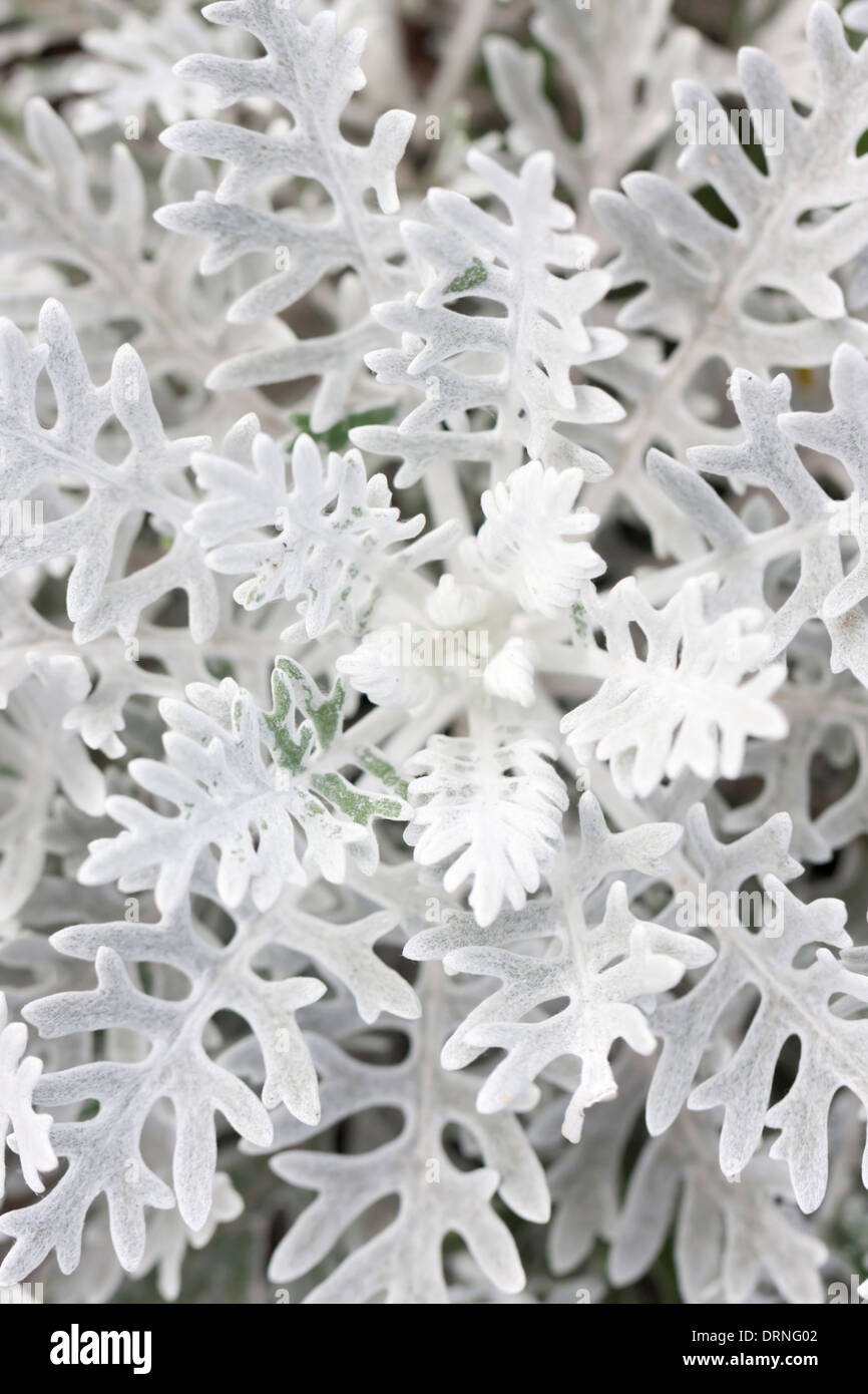 Dusty miller plant hi-res stock photography and images - Alamy