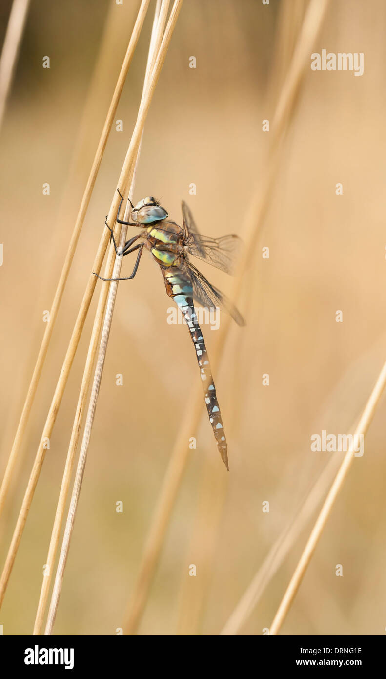 Big dragonfly on plant straw Stock Photo - Alamy
