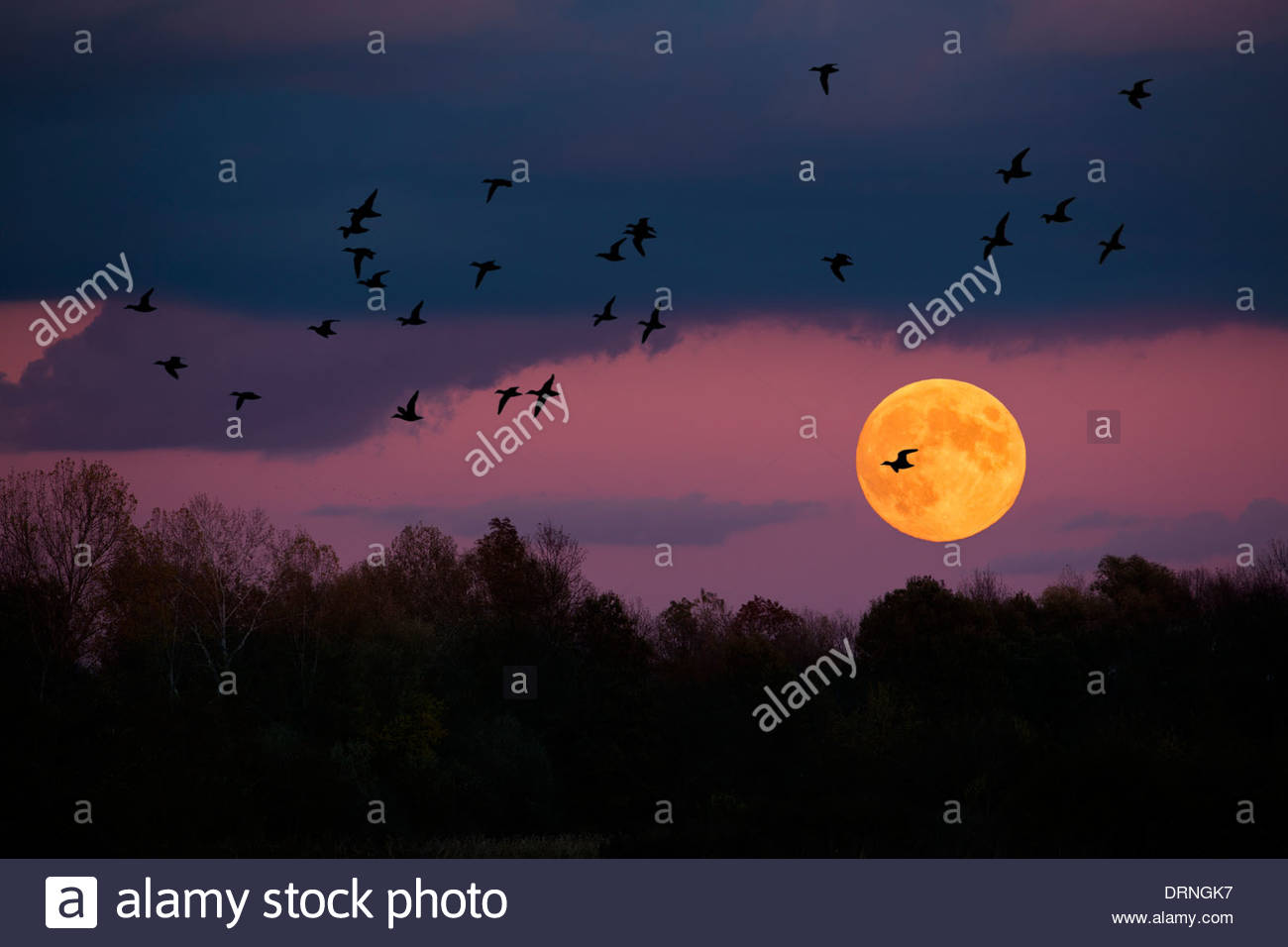 Beautiful Full Moon Stock Photos & Beautiful Full Moon Stock Images - Alamy