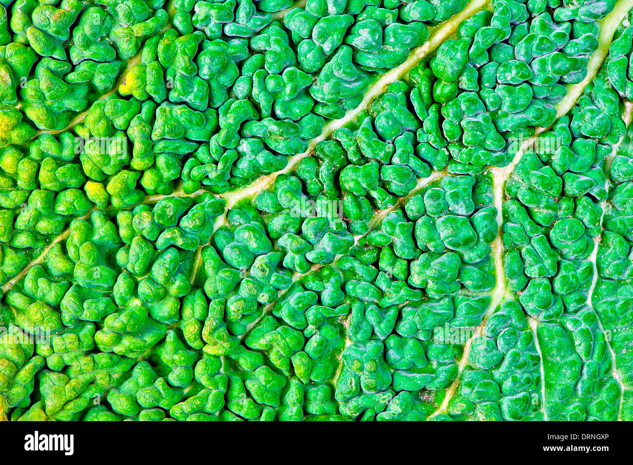 texture of green kale leaf surface Stock Photo - Alamy