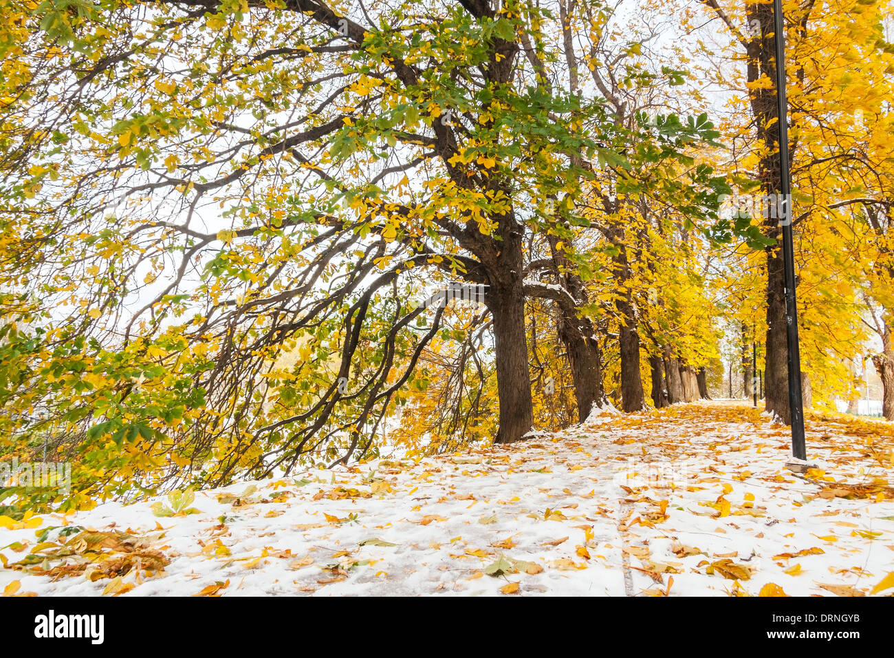 Snow and trees with colorful autumn leaves Stock Photo - Alamy