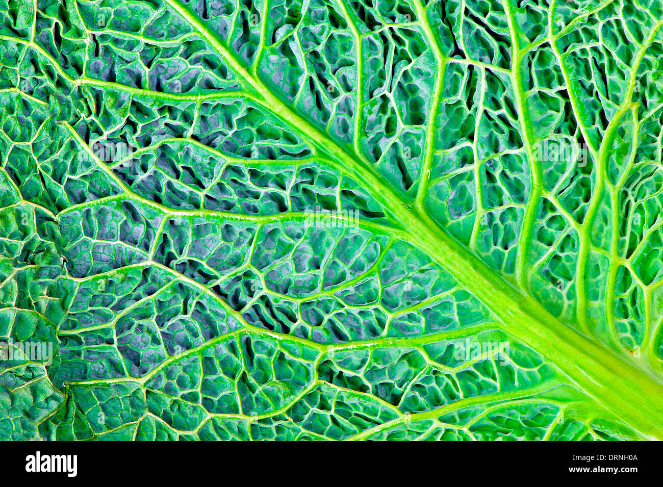 background made of green kale leaf surface Stock Photo - Alamy
