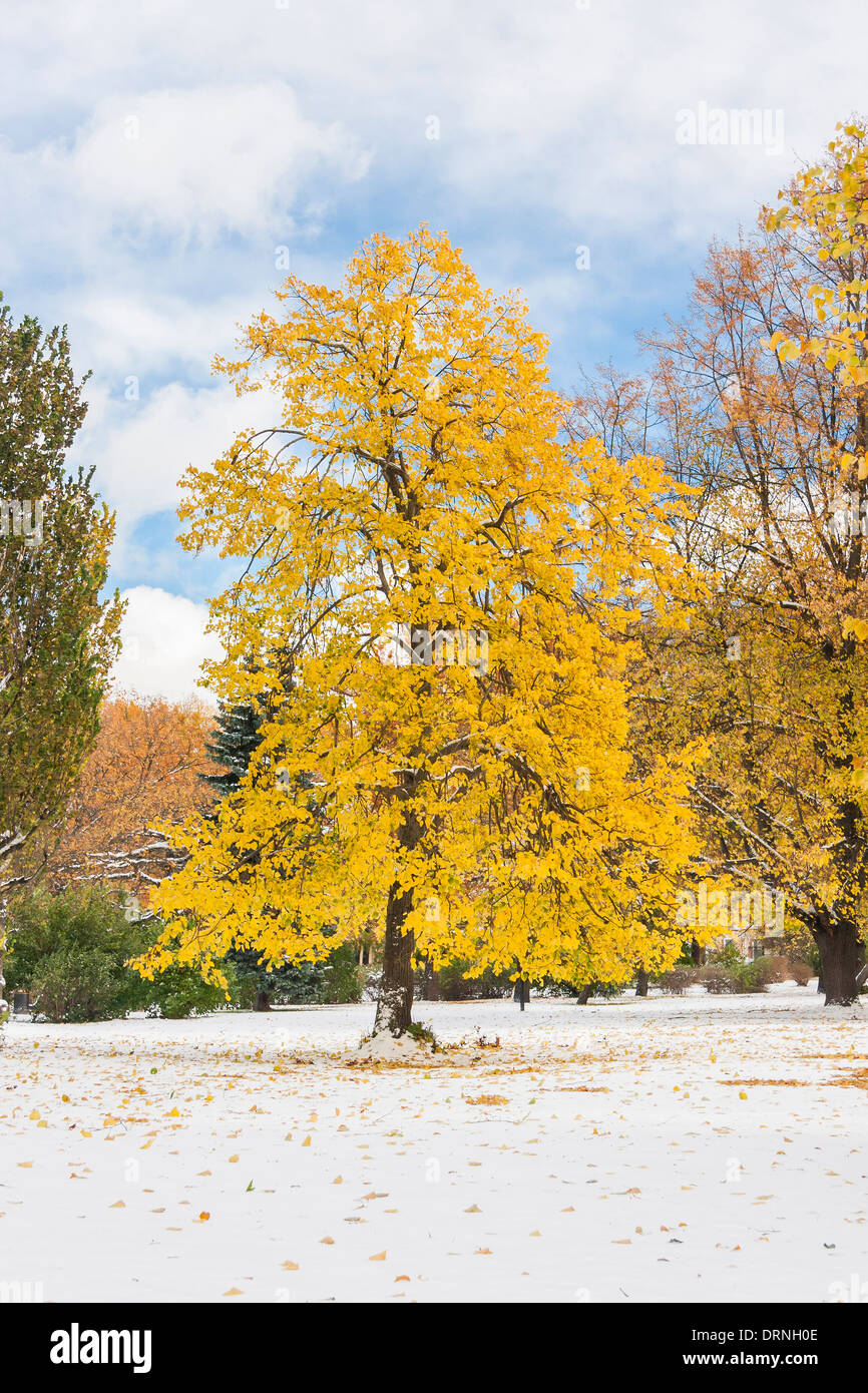 Snow and trees with colorful autumn leaves Stock Photo - Alamy